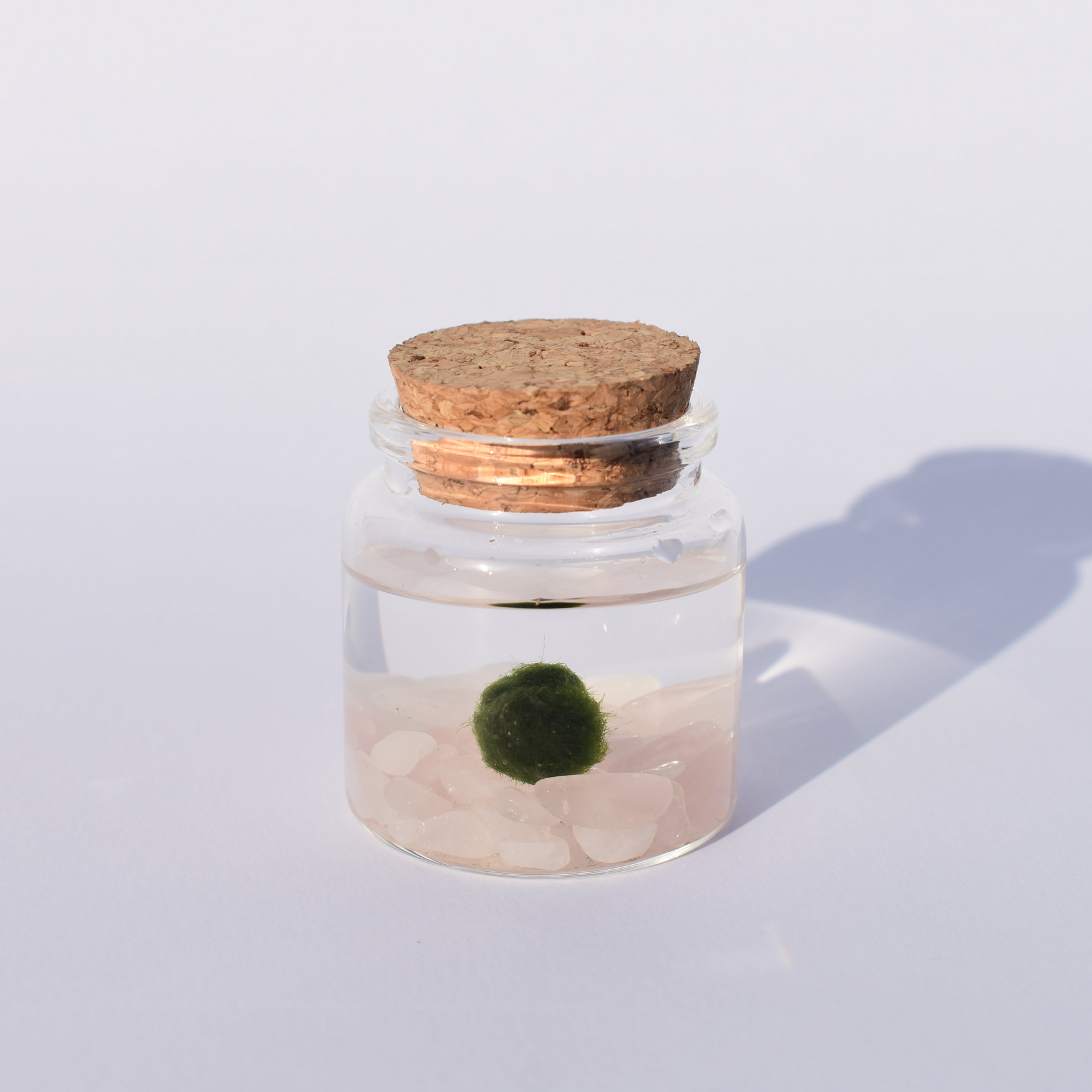 Marimo moss balls pet | Littlemarimo
