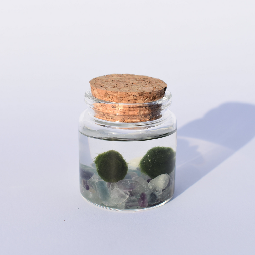 Marimo moss balls pet | Littlemarimo