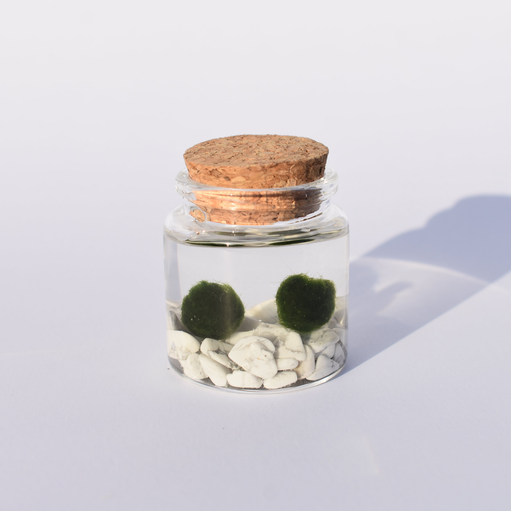 Marimo moss balls pet | Littlemarimo