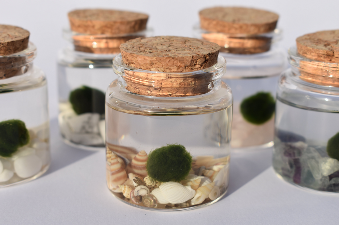 Marimo moss balls pet | Littlemarimo