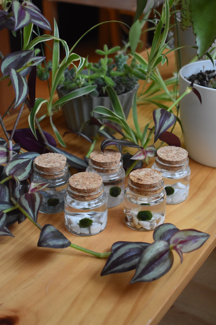 Marimo moss balls pet | Littlemarimo